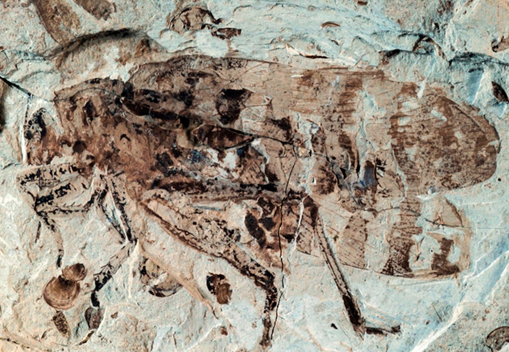 Oudste bewijs voor gehoorgang van insecten gevonden in fossielen ...