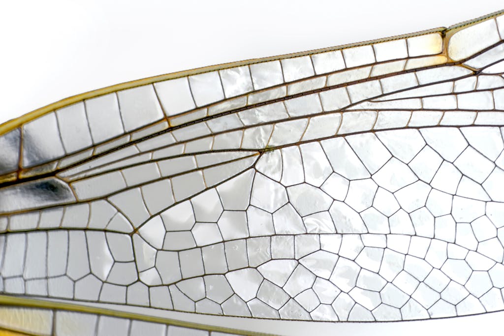 Insects invented nature's best tricks | scienceillustrated.com