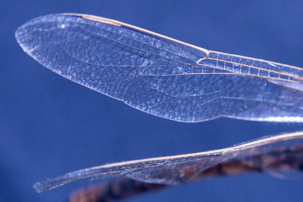 Insects invented nature's best tricks | scienceillustrated.com