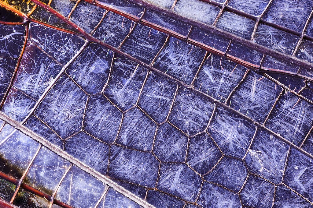 Insects invented nature's best tricks | scienceillustrated.com