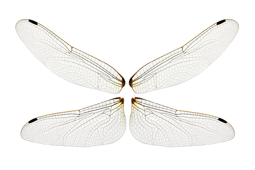 Insects invented nature's best tricks | scienceillustrated.com