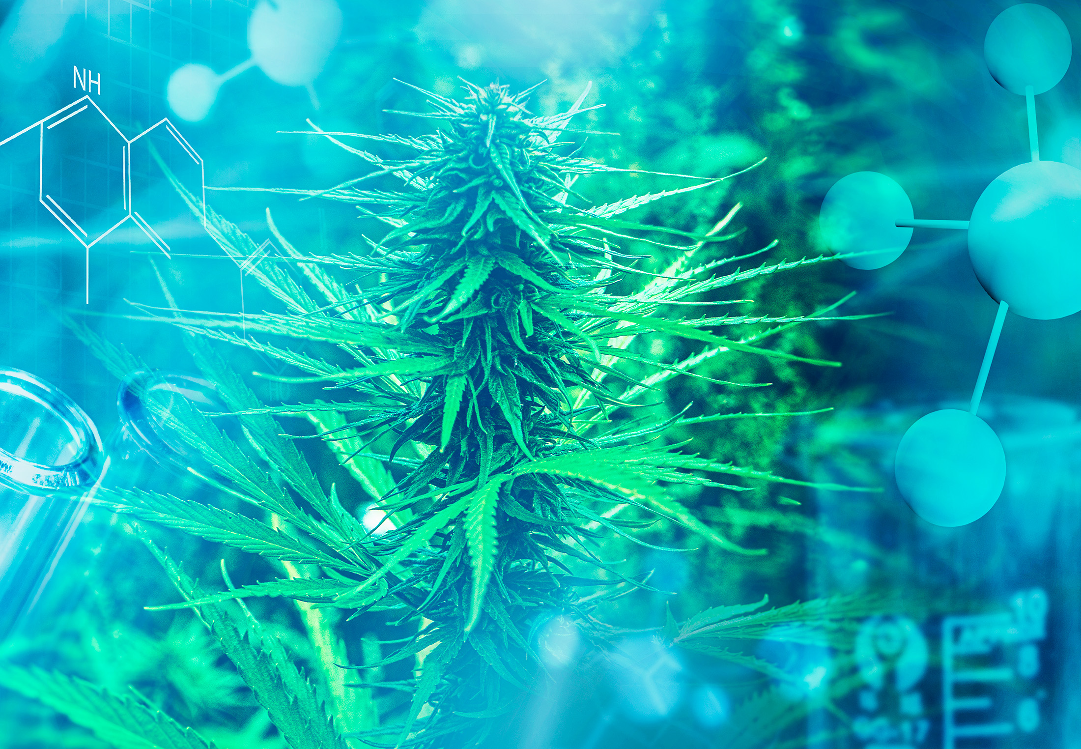 Study: medical cannabis can make cancer cells self-destruct ...