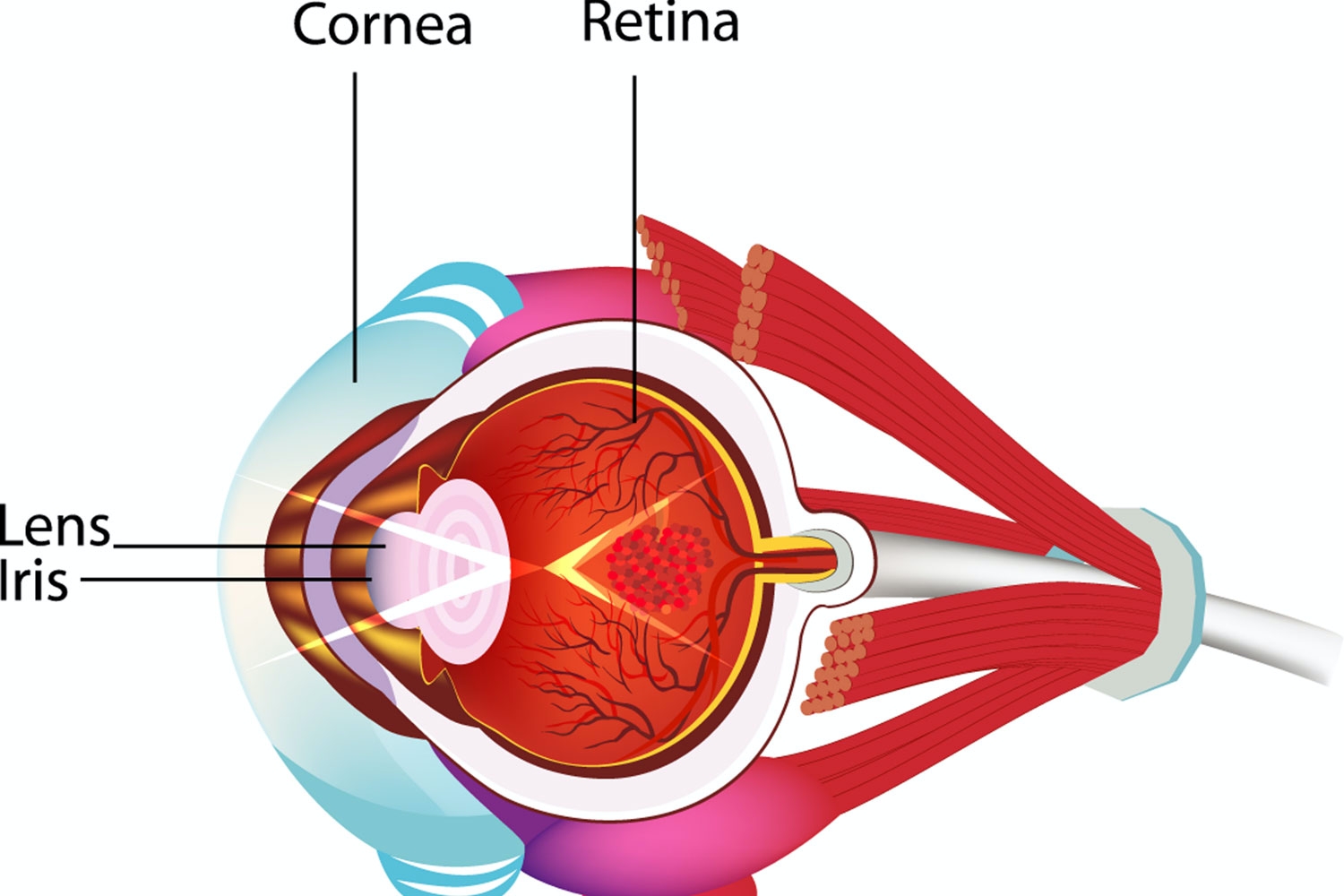 Fargeblindhet: Hvordan ser en fargeblind? | illvit.no