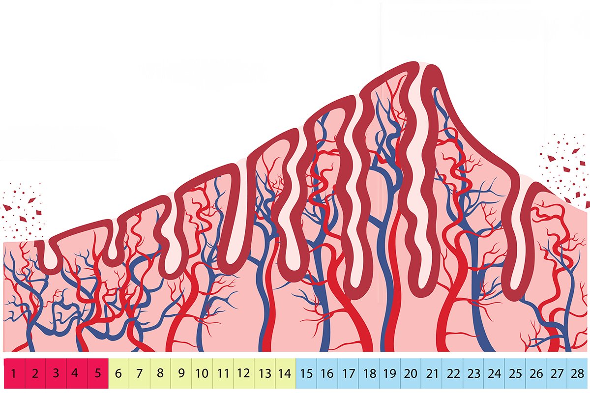 Harvard-forsker har gjort en viktig oppdagelse om kvinnens syklus: Menstruasjon kan avsløre ...