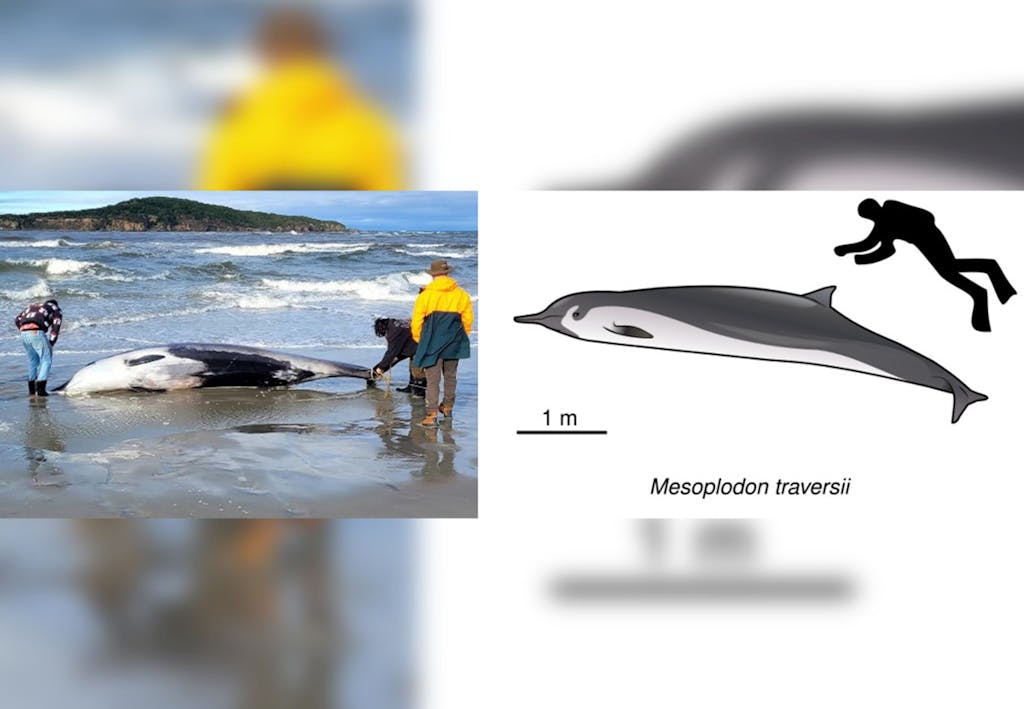 Now we can finally learn about the world's rarest whale ...