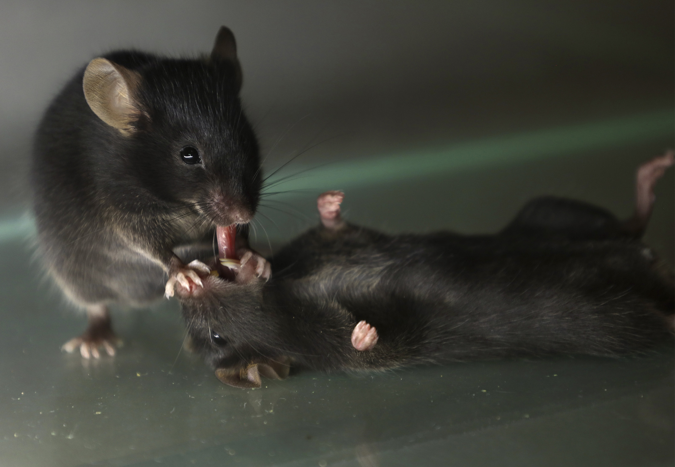 New discovery: mice perform first aid on other mice ...