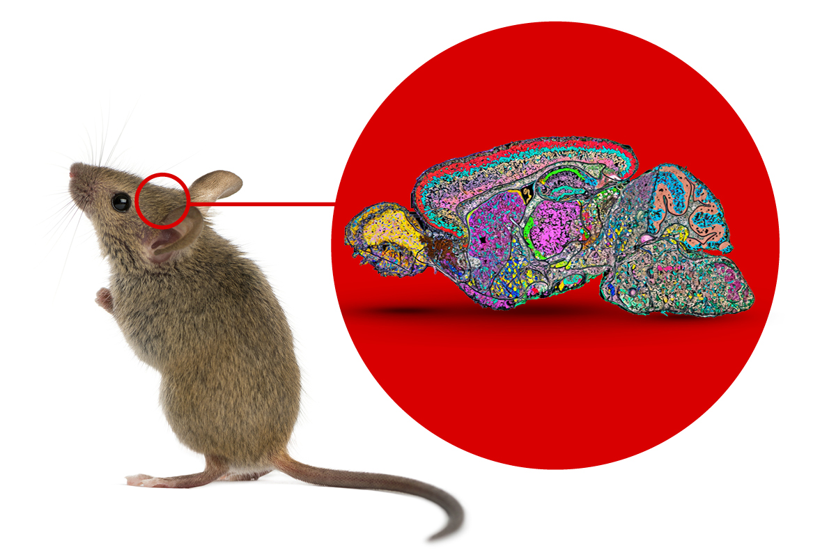 Scientists map the entire human brain | scienceillustrated.com