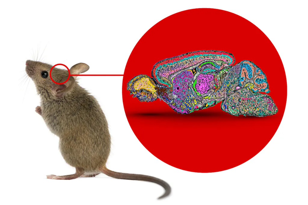 Scientists map the entire human brain | scienceillustrated.com