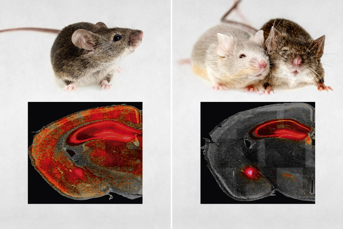 Loneliness eats your brain | scienceillustrated.com