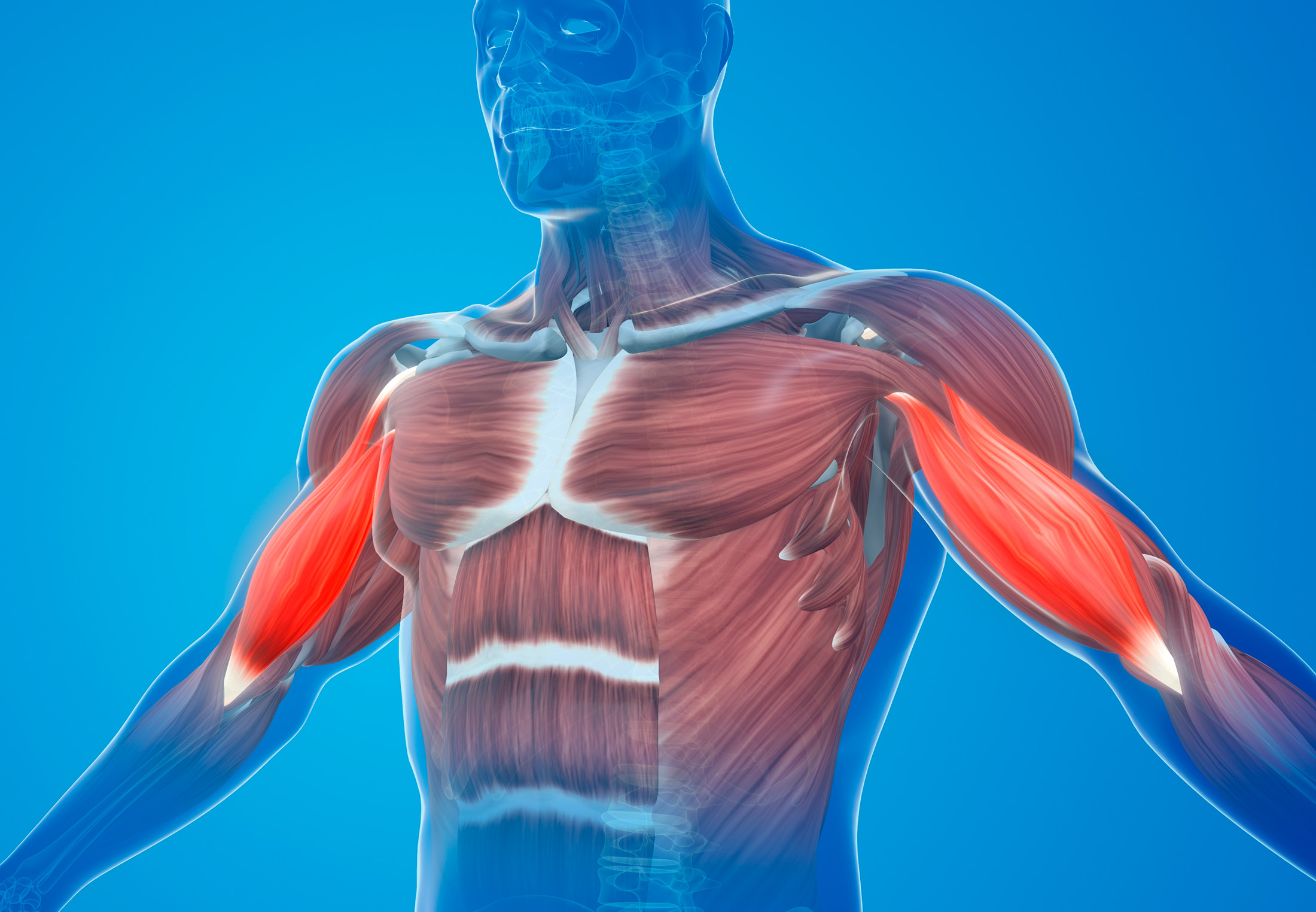 Researchers: hereditary muscle strength protects you from these common ...