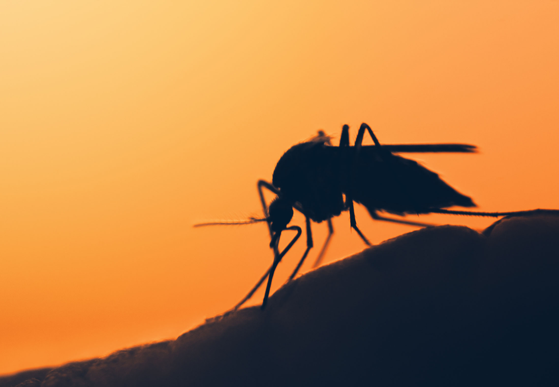 Derfor stikker myg mest om aftenen | illvid.dk