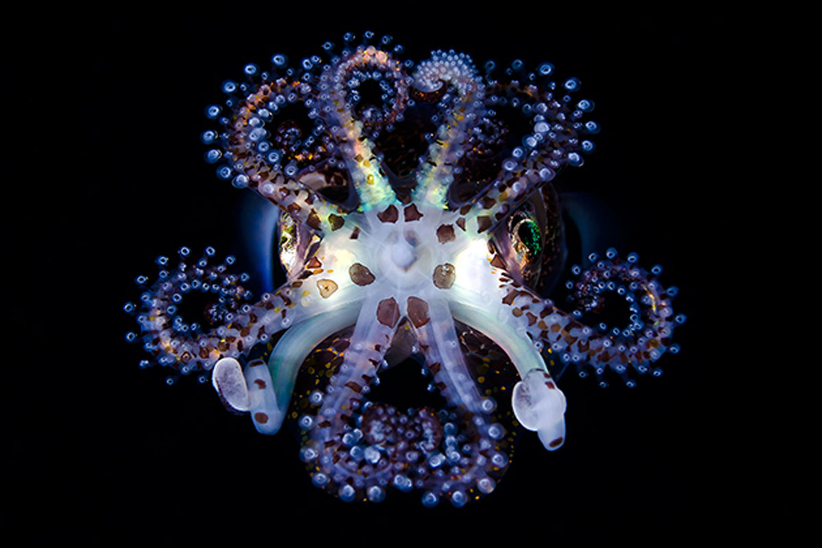 Bioluminescence - animals switched on the light over and over again ...