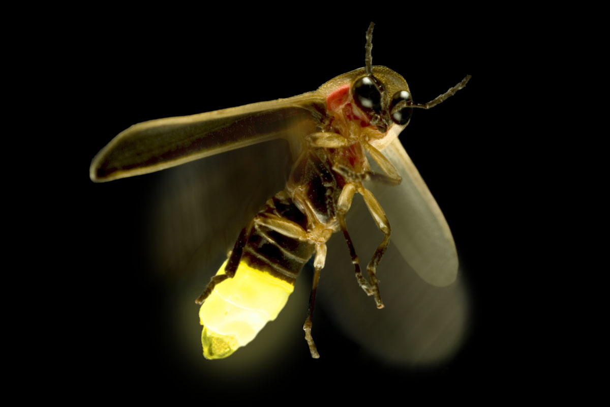 Bioluminescence - animals switched on the light over and over again ...