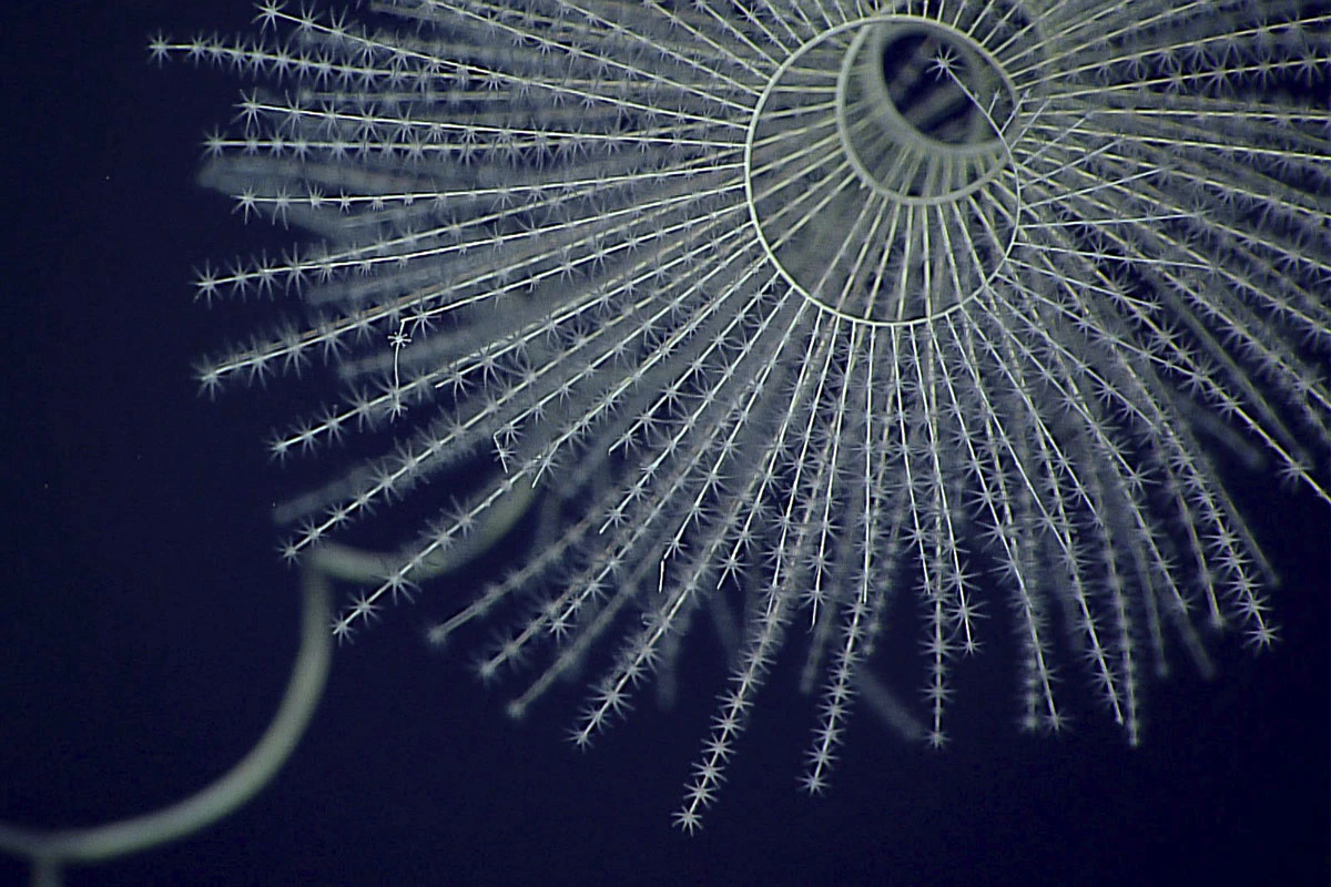 Bioluminescence - animals switched on the light over and over again ...