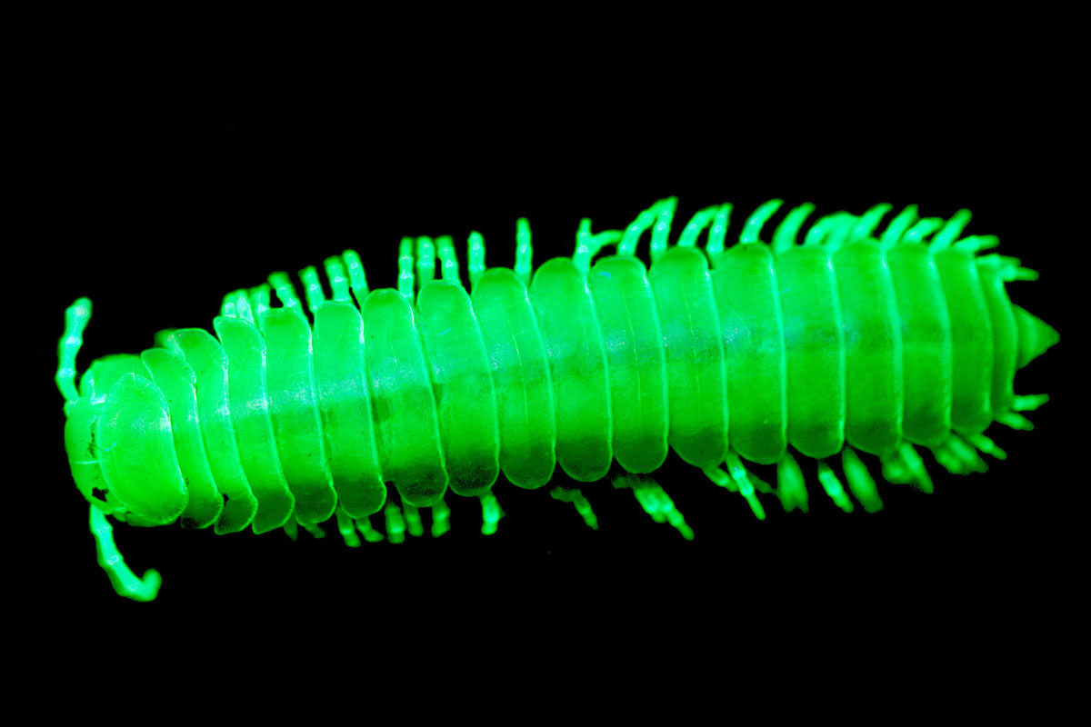 Bioluminescence - animals switched on the light over and over again ...