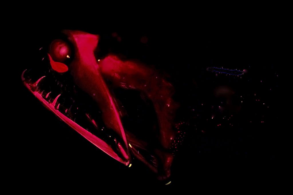 Bioluminescence - animals switched on the light over and over again ...