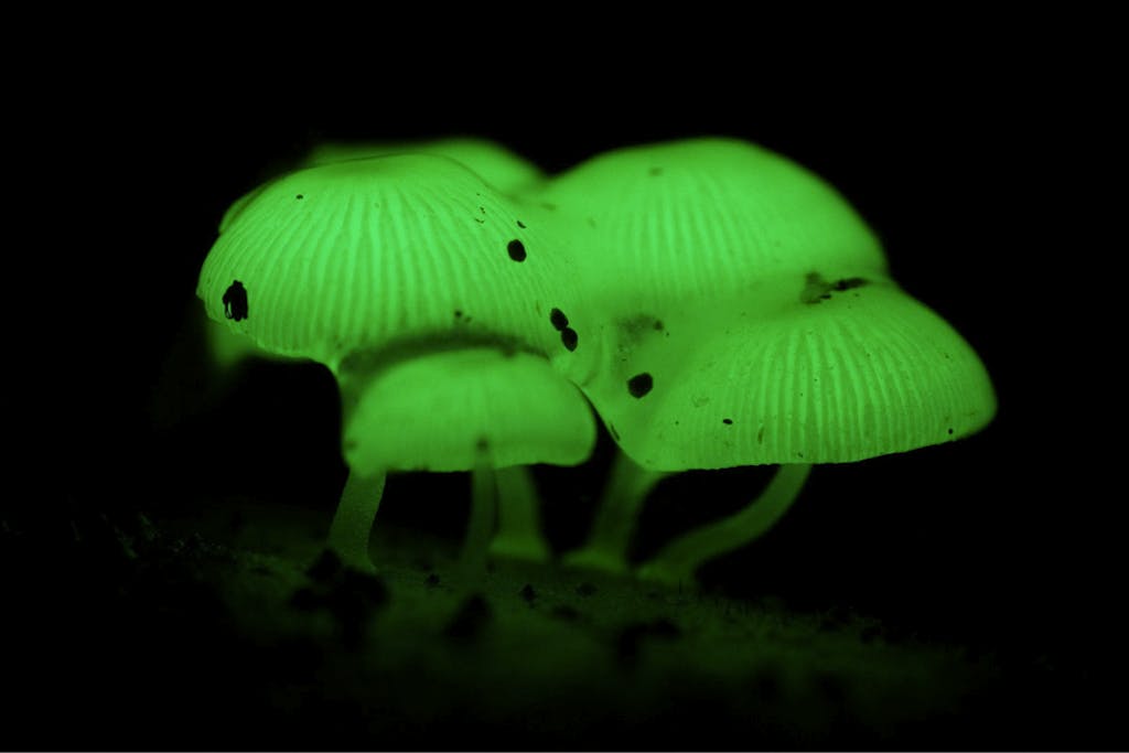 Bioluminescence - animals switched on the light over and over again ...