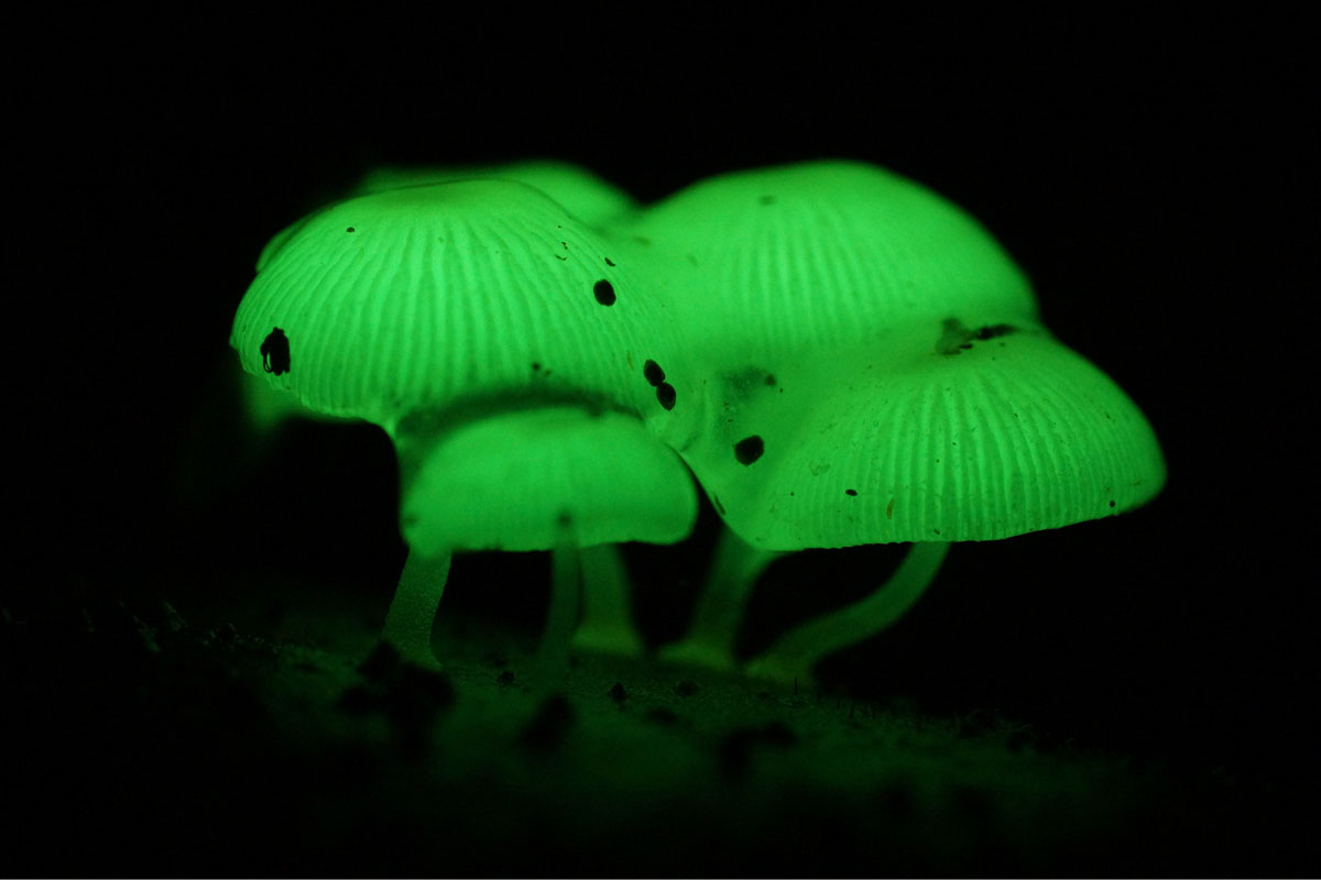 Bioluminescence - animals switched on the light over and over again ...