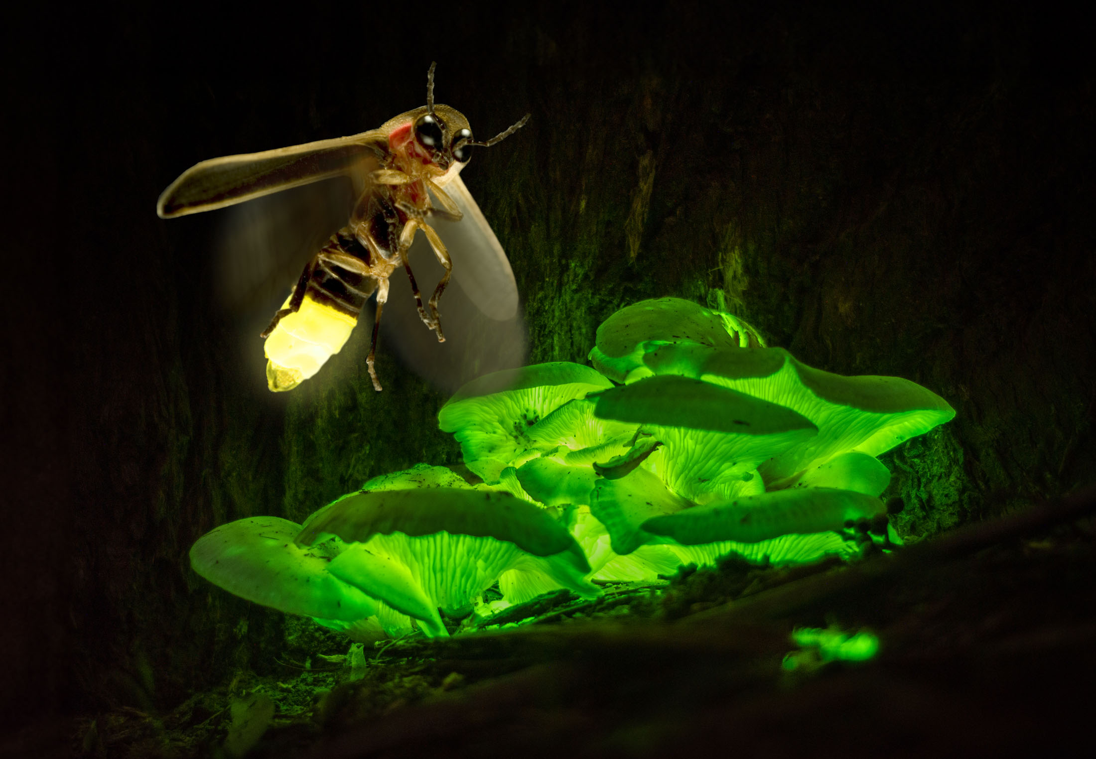 Bioluminescence - animals switched on the light over and over again ...