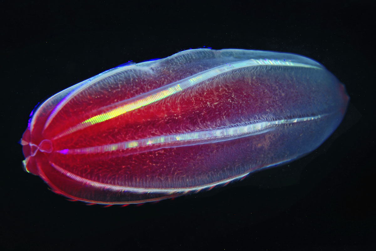 Bioluminescence - animals switched on the light over and over again ...