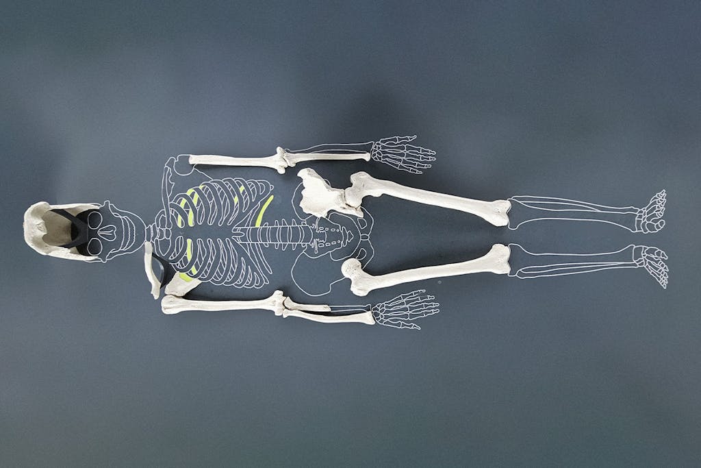 Who are our ancestors? | scienceillustrated.com