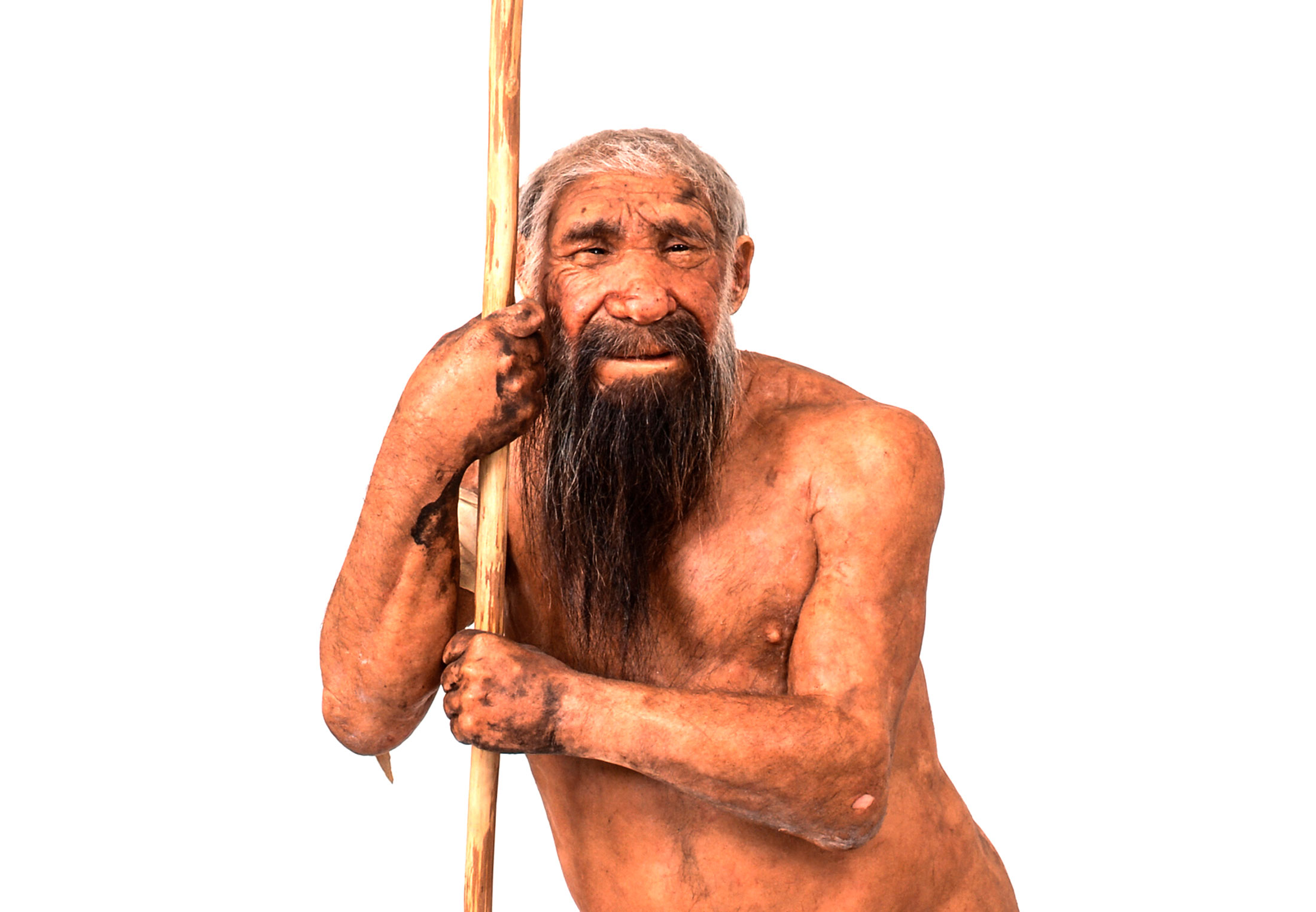 Forskere: Derfor har nogle af os mere neandertaler-dna end andre ...