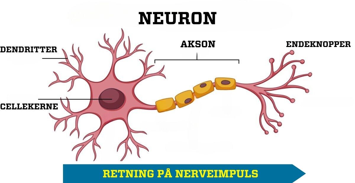 Neuron: Nervesystemets elektriske signalsendere | illvid.dk