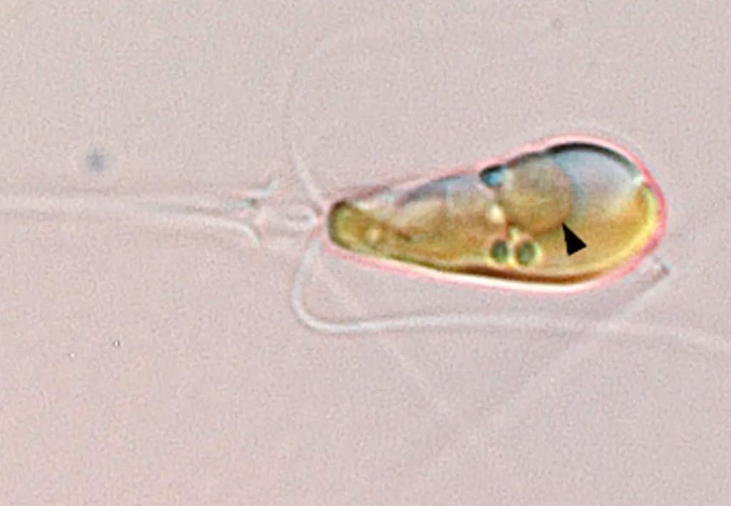 Science Illustrated - explore the world of science | scienceillustrated.com