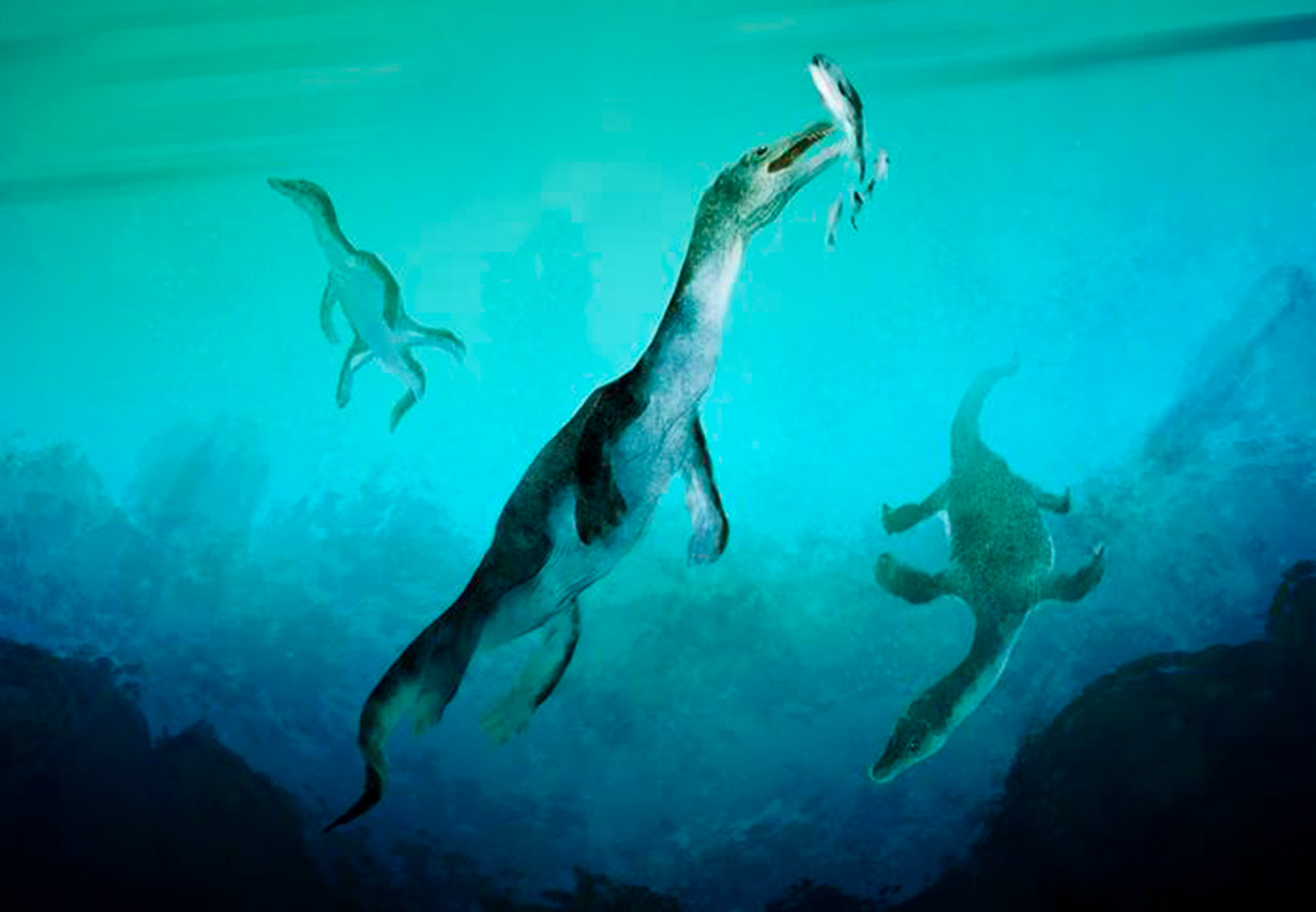 Fossiler fra havreptiler skriver om historien om livet på den sørlige ...