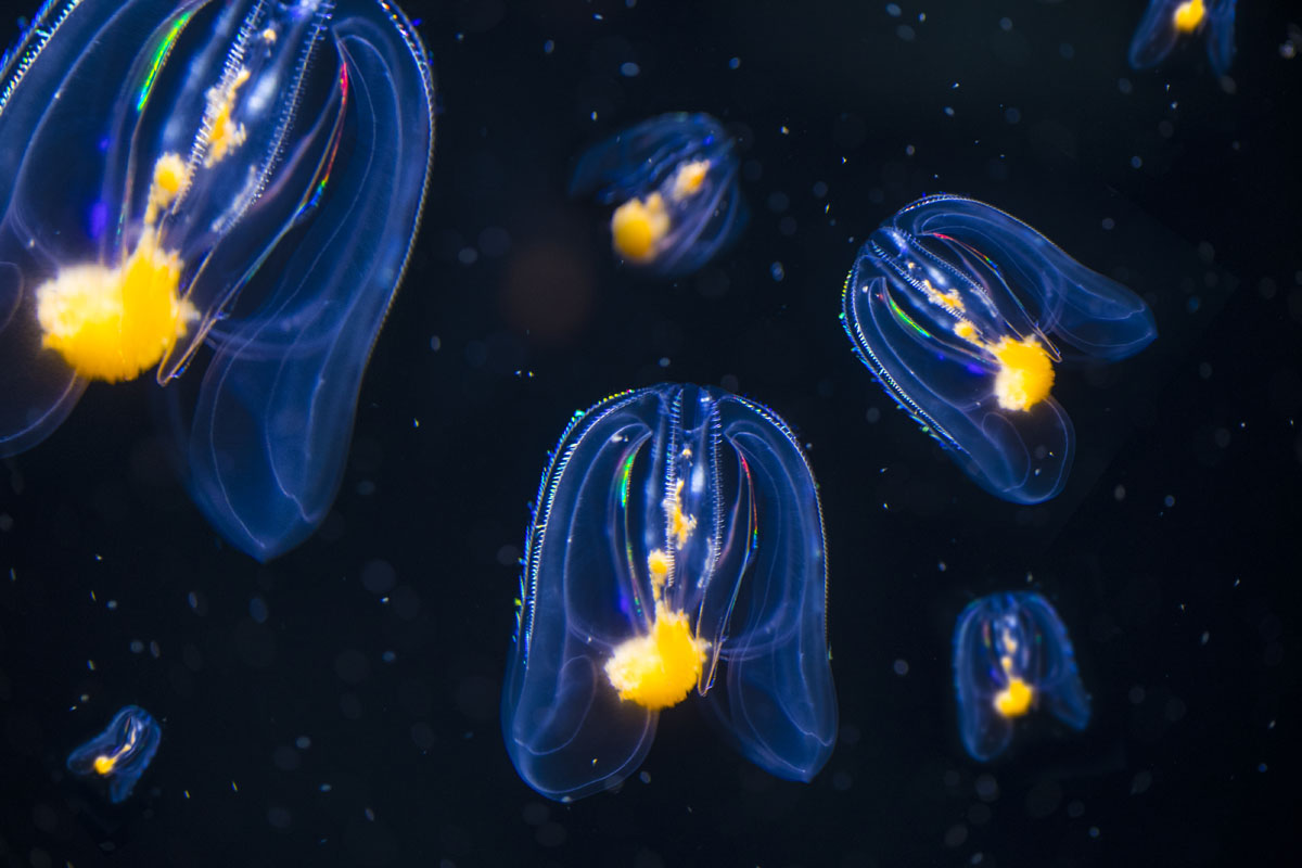 Oceanerne er under pres: Her er havets fem største udfordringer | illvid.dk
