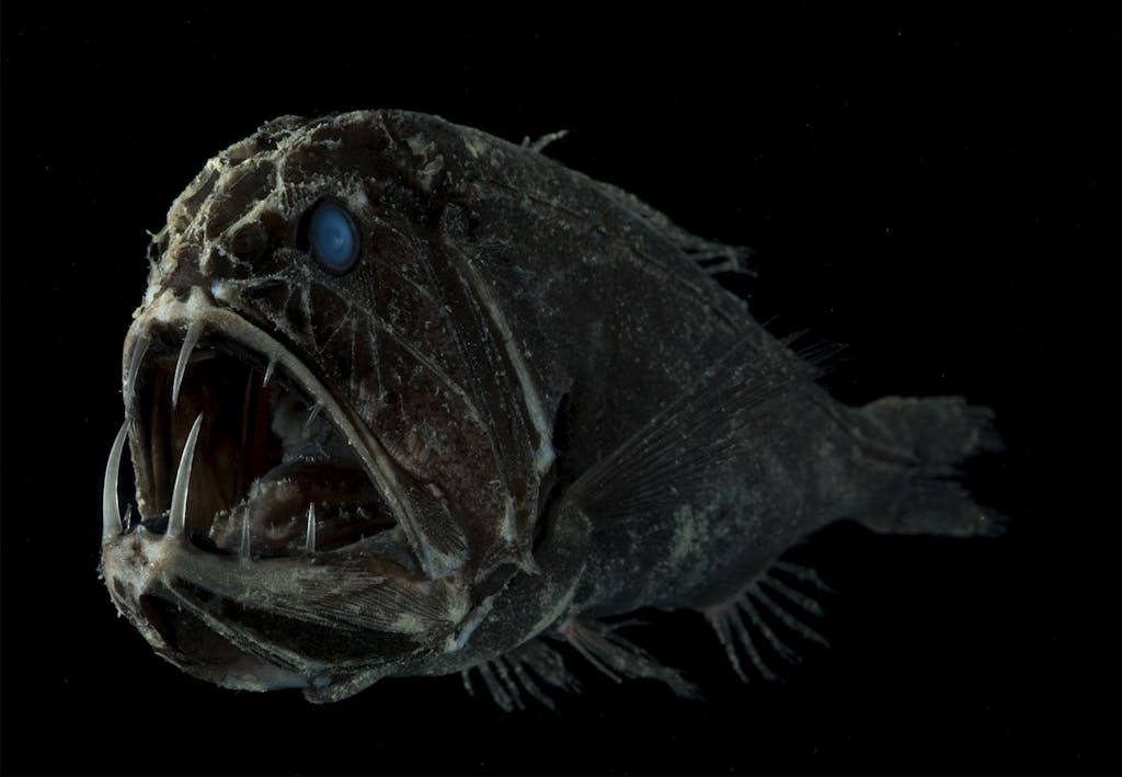 Katso, miten ankerias jallittaa saalistajaansa | tieku.fi