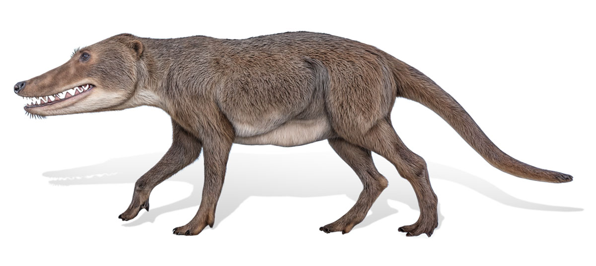 Scientists reveal the secret of the blue whale: the formula for a giant ...