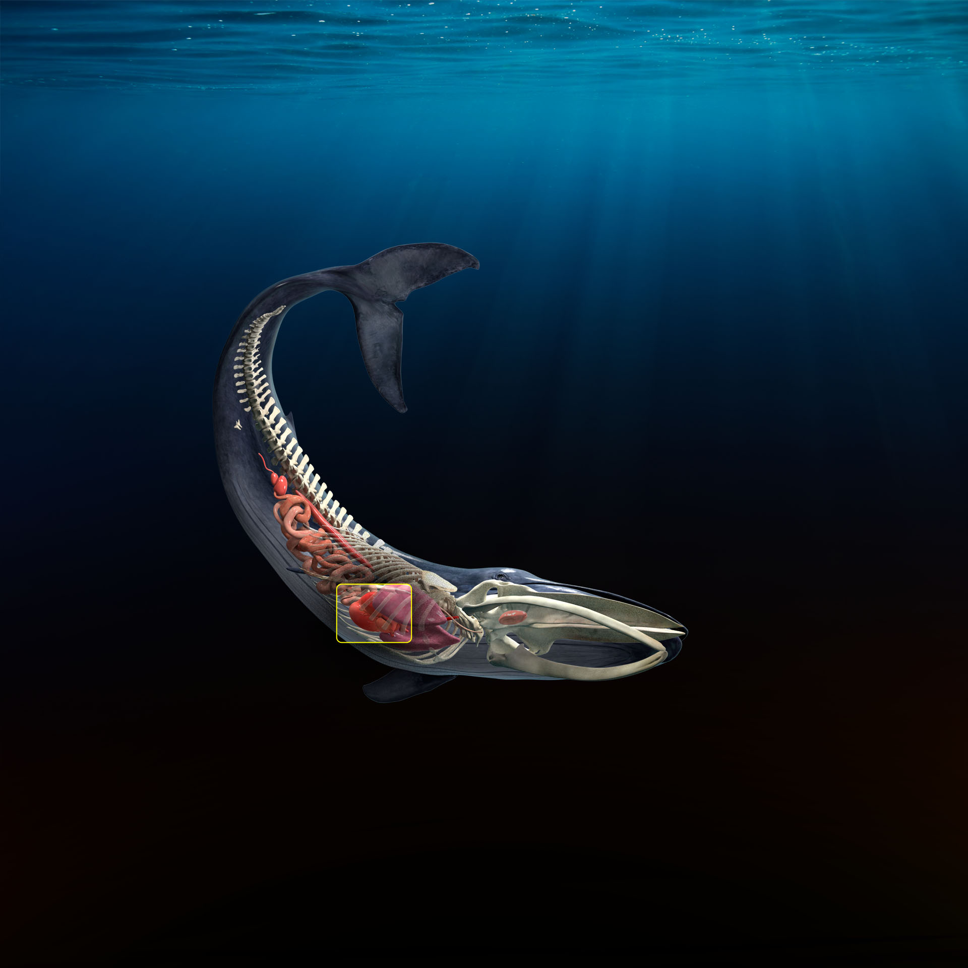 Scientists reveal the secret of the blue whale: the formula for a giant ...