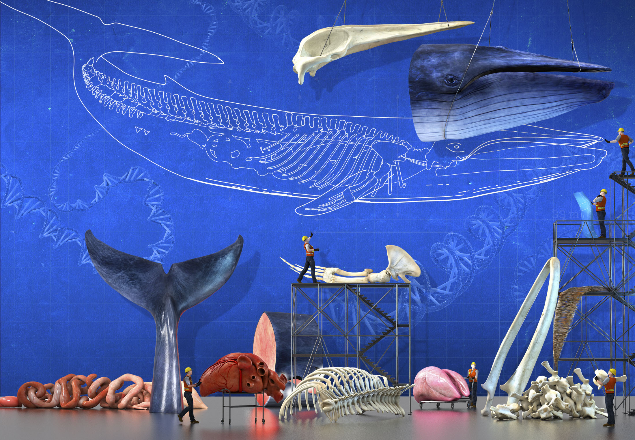 Heftige vondst: Zeldzaamste walvis ter wereld herbergde een bizarre ...
