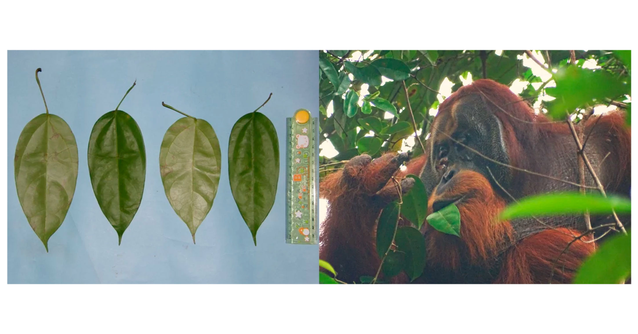Se video: Vill orangutang behandler sitt eget sår med planter | illvit.no