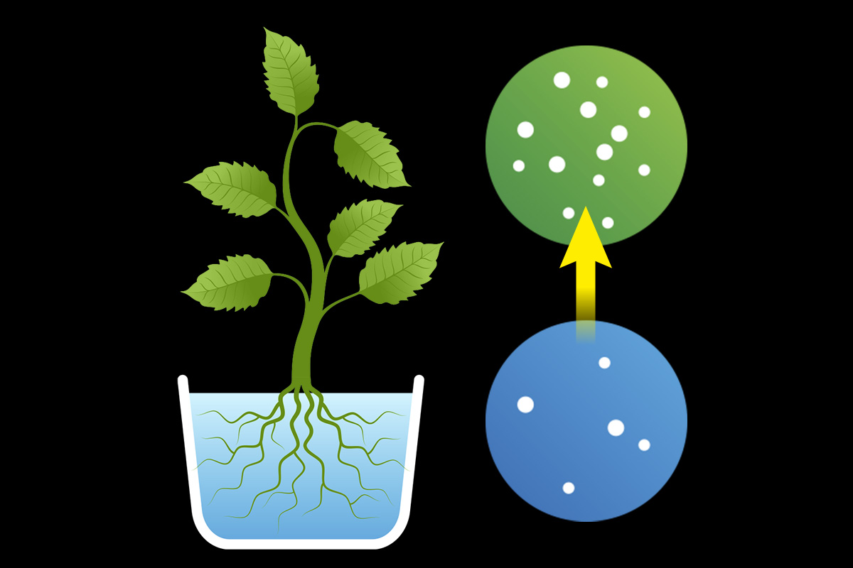Osmose setter alle levende organismer under trykk | illvit.no