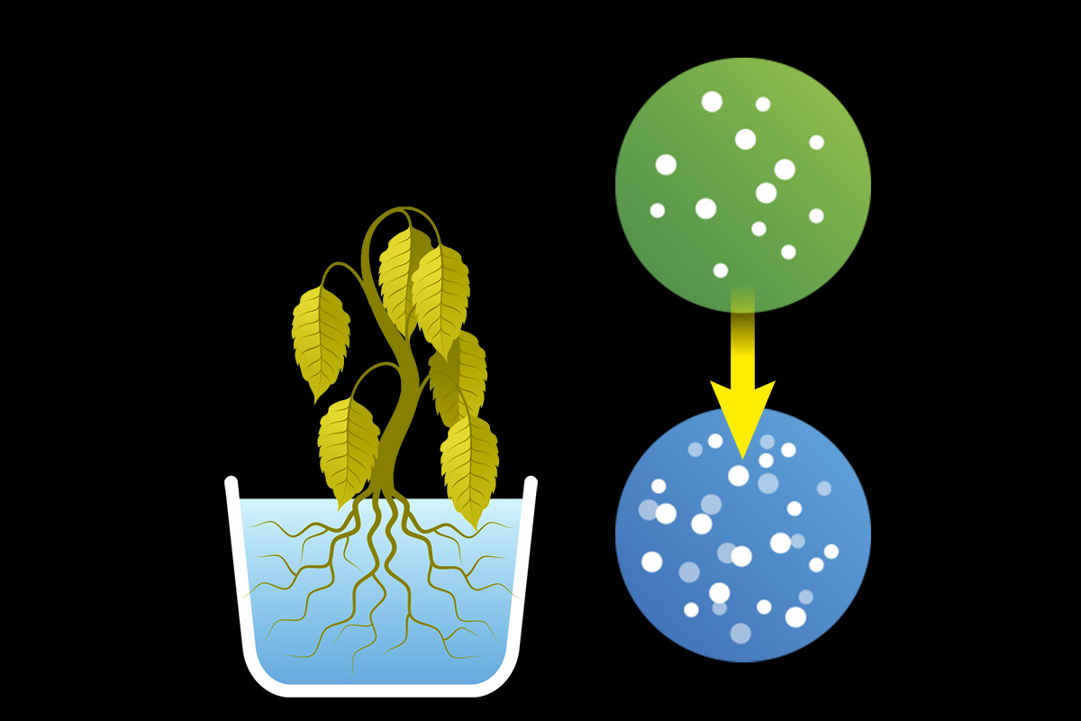 Osmose zet druk op alle levende organismen | wibnet.nl