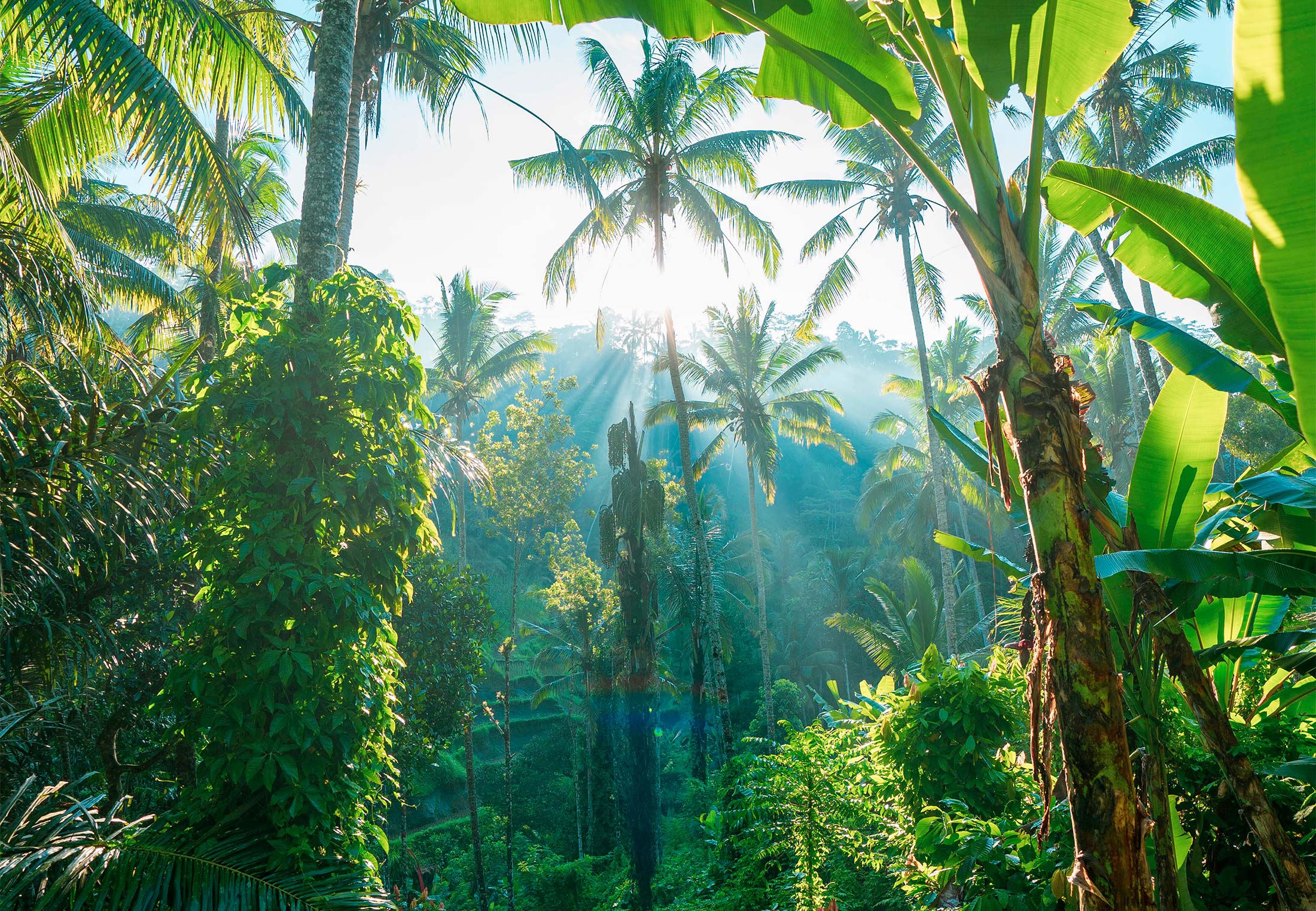 Osmos sätter press på alla levande organismer | illvet.se