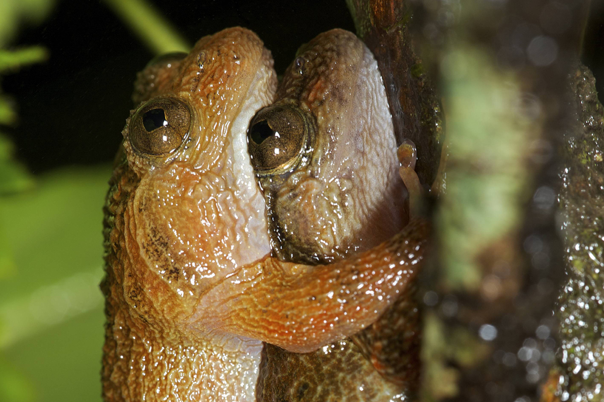 Frogs breed like no other creatures | scienceillustrated.com