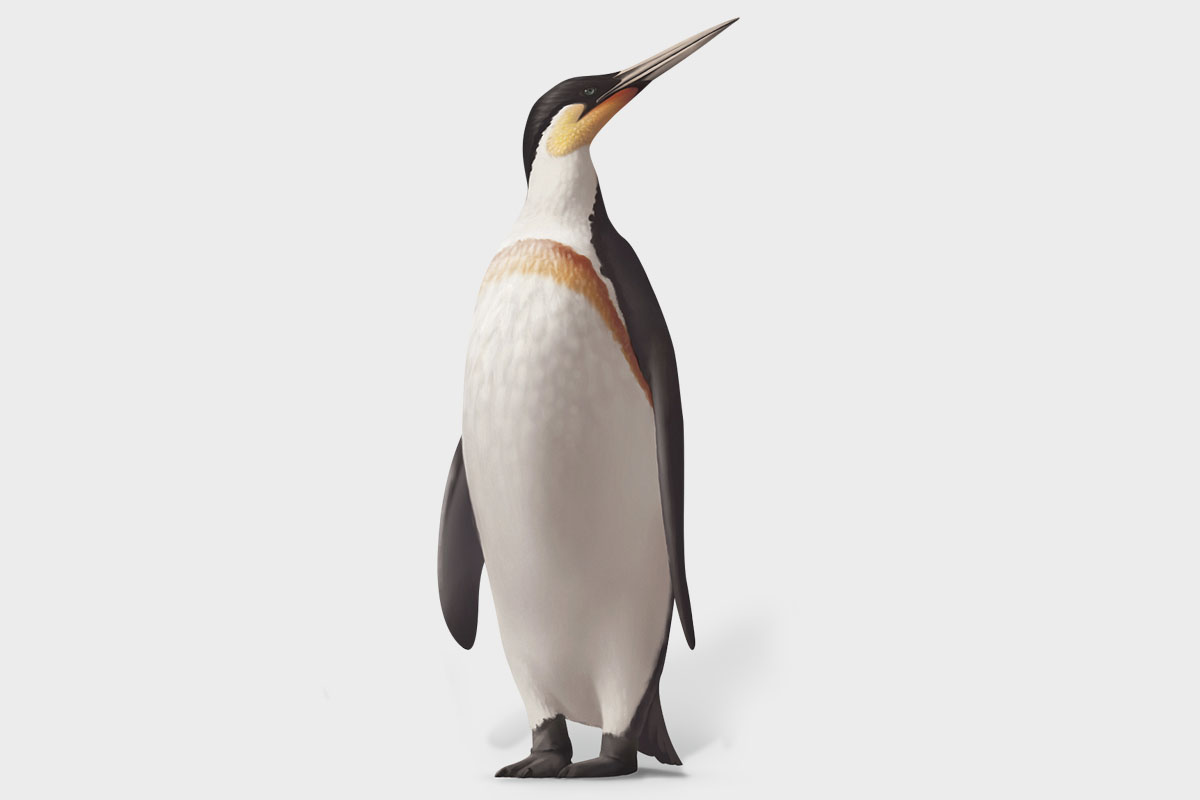 Evolution: the penguin was the first bird in the water ...