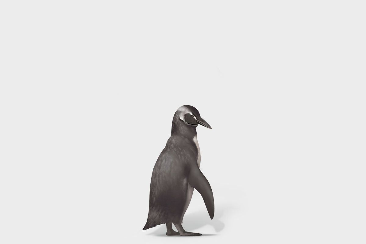 Evolution: the penguin was the first bird in the water ...