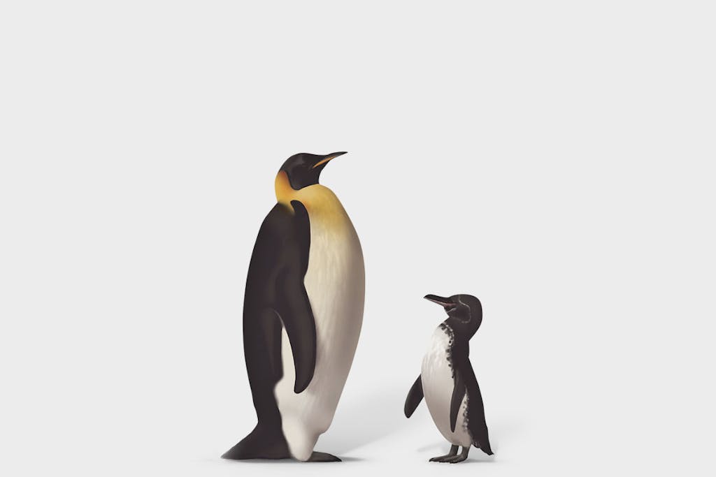 Evolution: the penguin was the first bird in the water ...