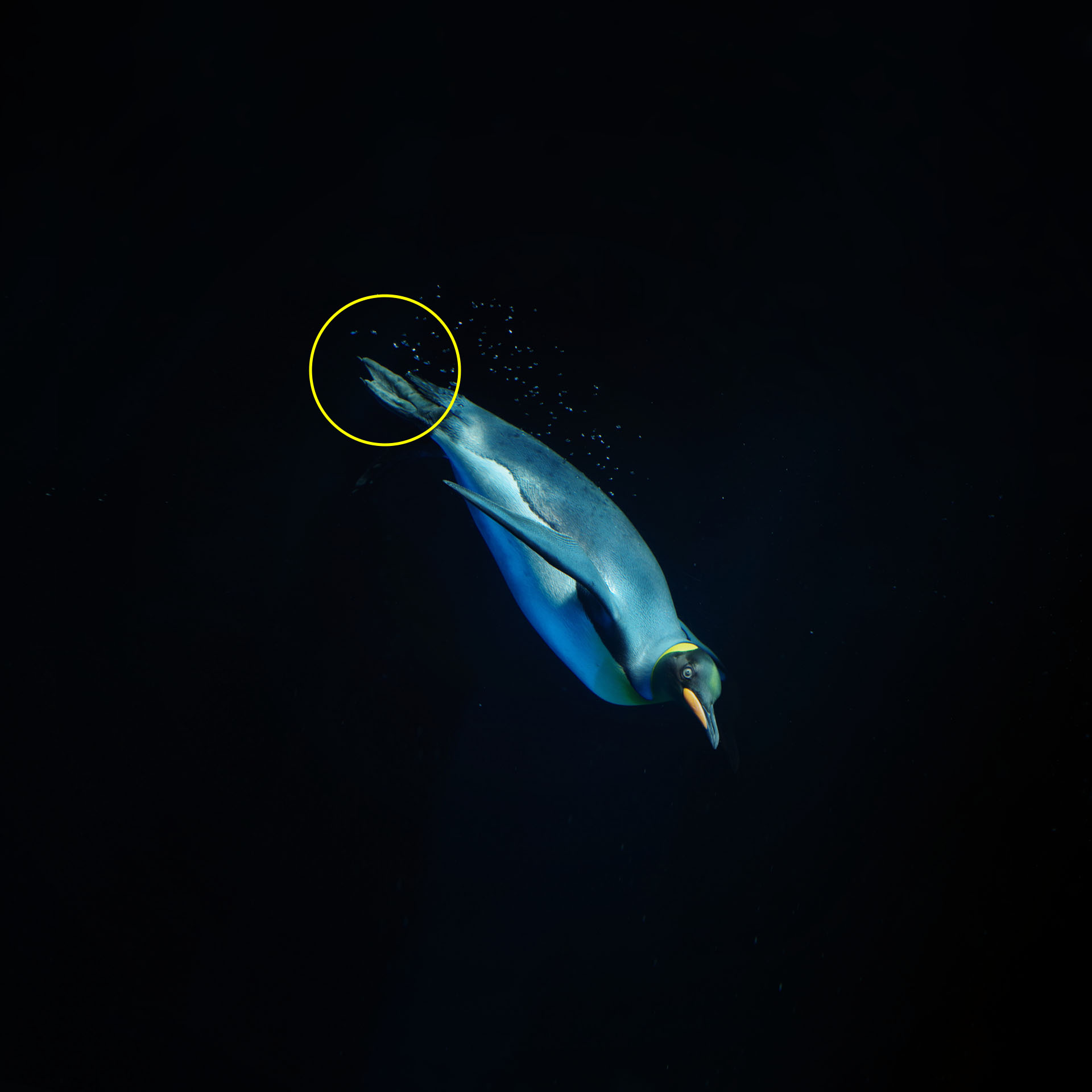 Evoluutio: Pingviini oli ensimmäinen lintu vedessä | tieku.fi