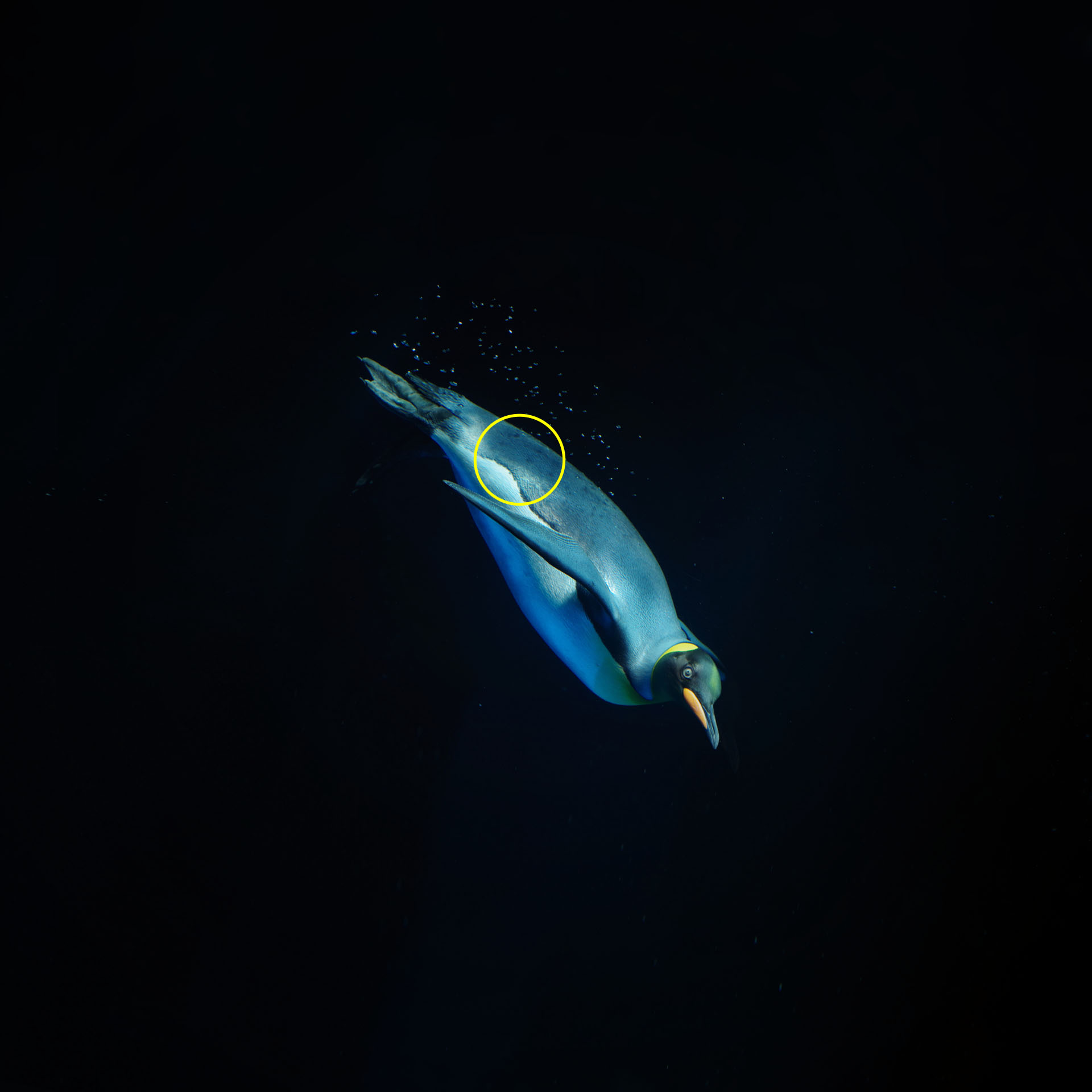 Evolution: the penguin was the first bird in the water ...