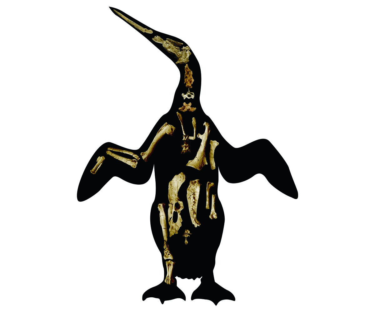 Penguins took advantage of dinosaur extinction: first bird in the water ...