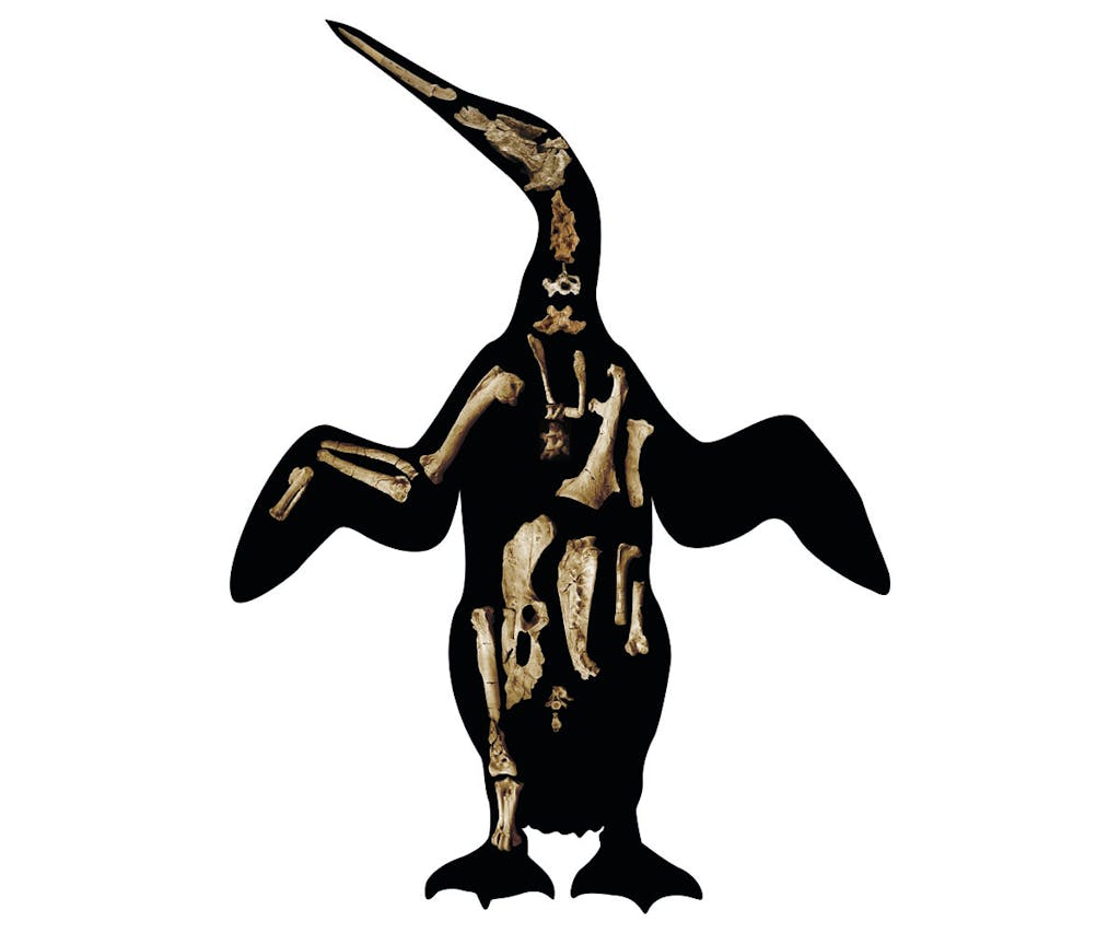 Evolution: the penguin was the first bird in the water ...