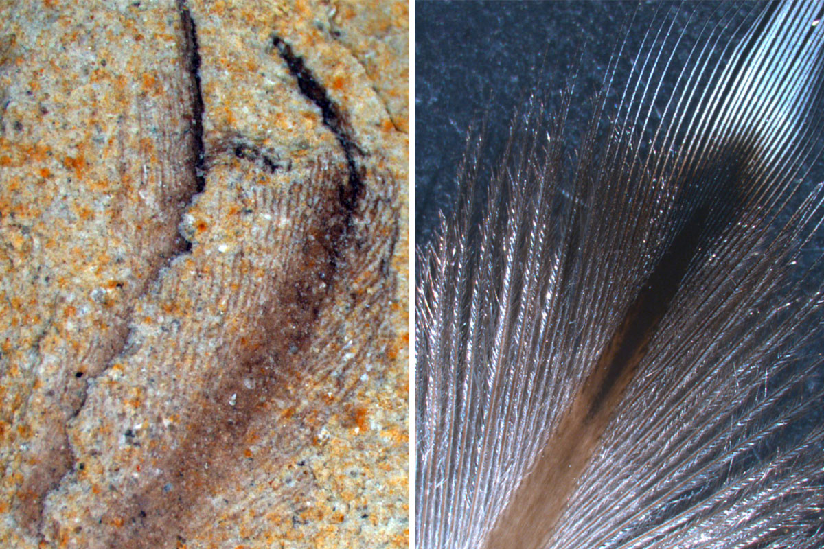 Penguins took advantage of dinosaur extinction: first bird in the water ...