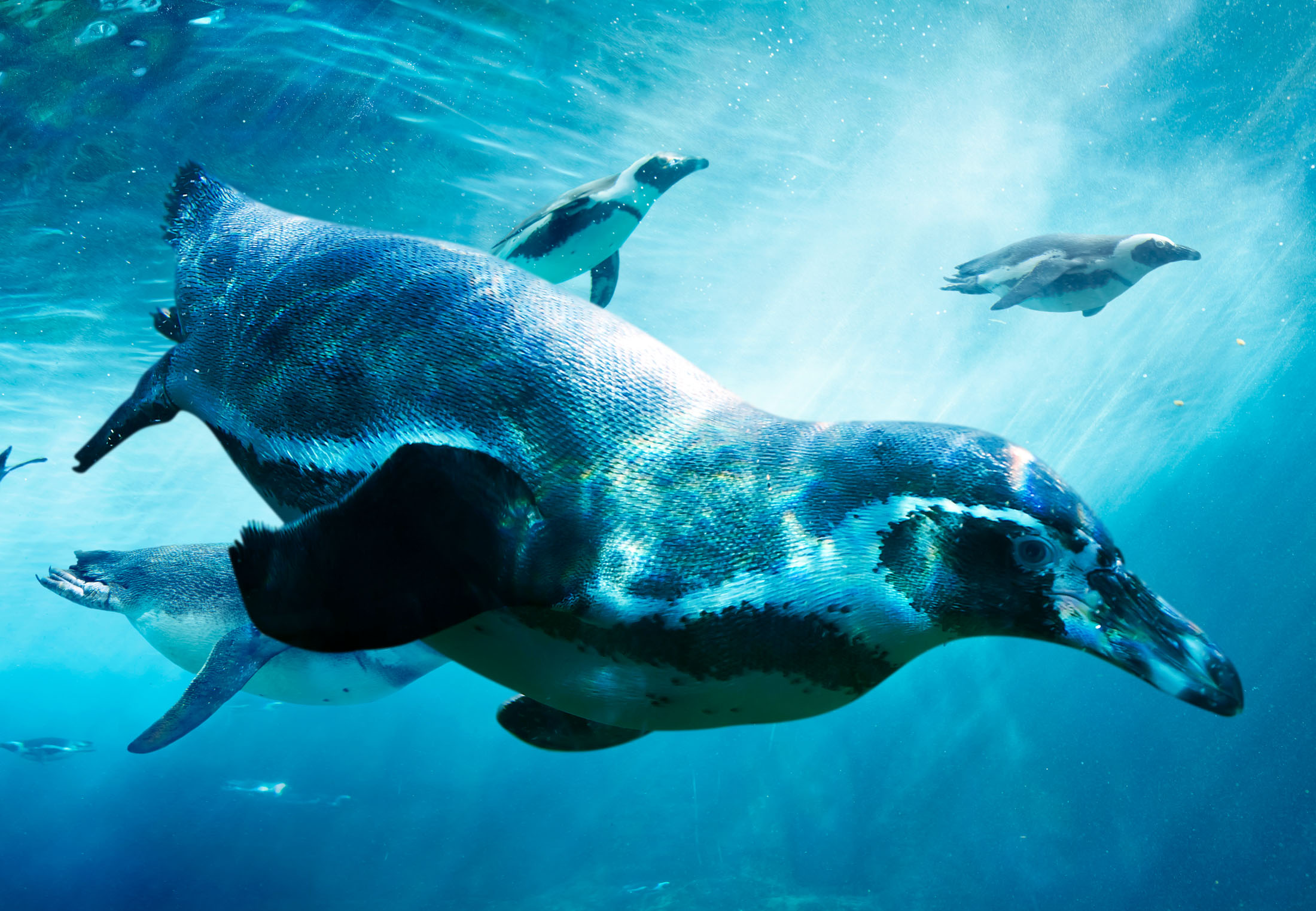 Evolution: the penguin was the first bird in the water ...