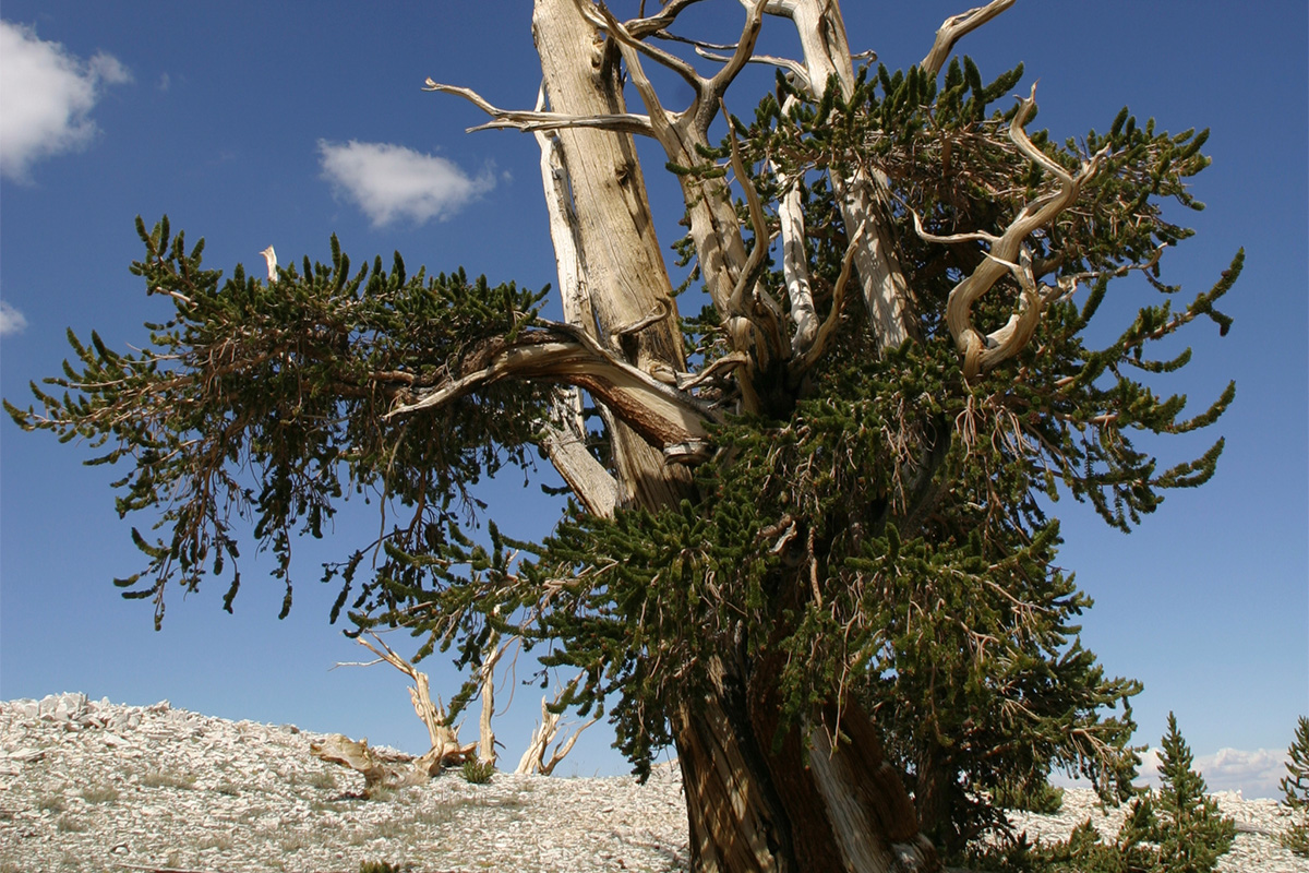 The biggest scientific mysteries: can we live forever ...