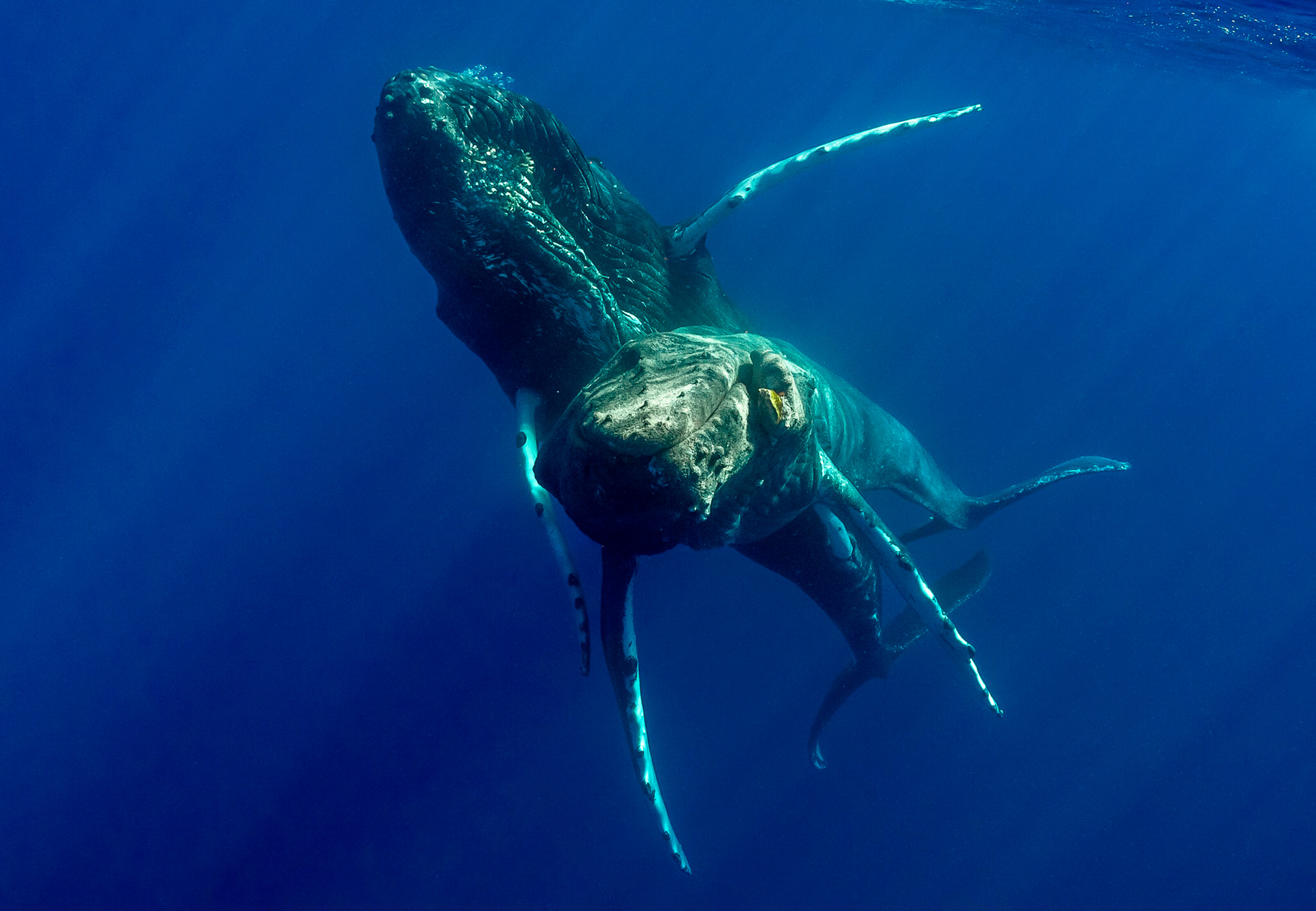 Knølhvalens parring fotografert for første gang – nå fører bildene til ...